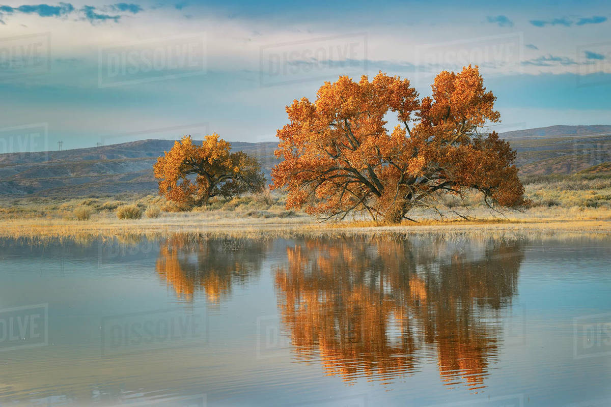 Cottonwood tree reflecting on pond, Bosque del Apache National Wildlife ...