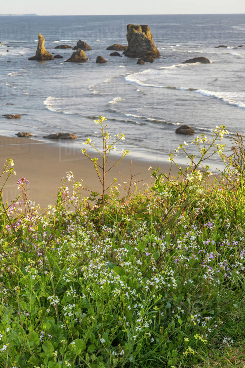 USA, Oregon, Bandon Beach. Sea stack on ocean shore and blooming ...