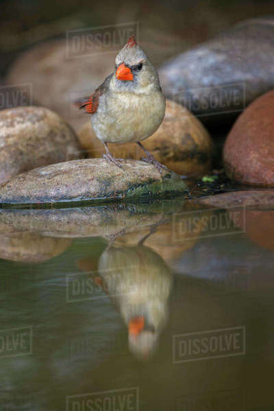 Female northern cardinal and reflection on small pond in the desert and ...