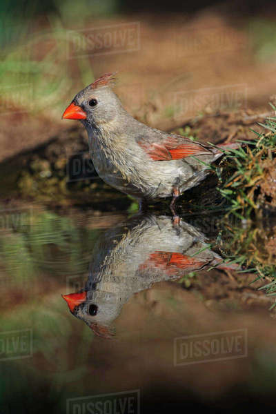 Female northern cardinal standing on edge of small pond with reflection ...