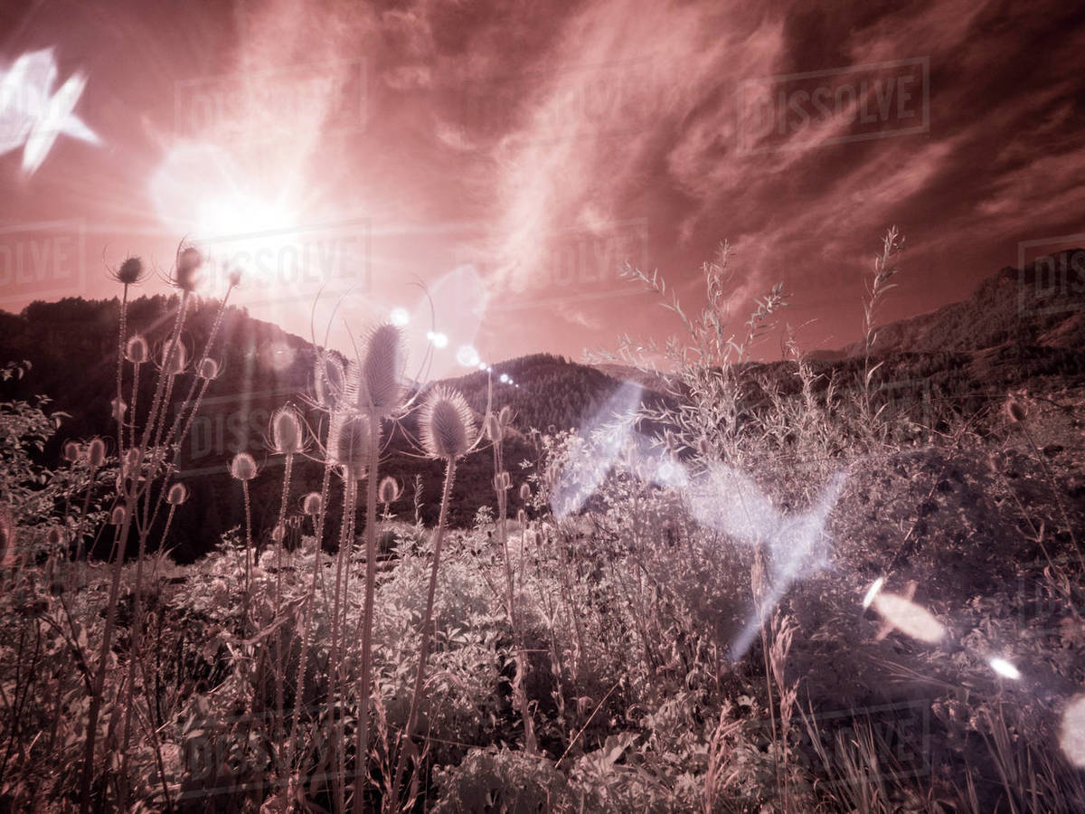 USA, Utah, Infrared of the Logan Pass area with sunrays - Royalty-free ...