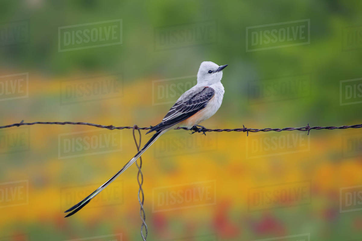Scissor tailed flycatcher near Corpus Christi, Texas - Royalty-free ...
