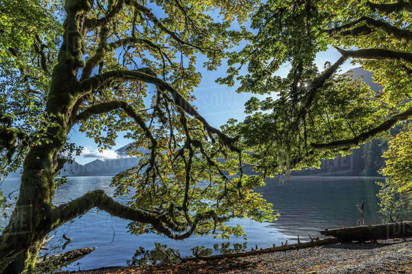 USA, Washington State, Olympic National Park. Alder tree branches ...
