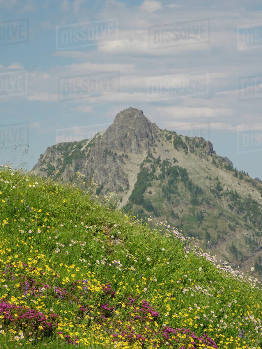 Washington State, Central Cascades, Rampart Ridge, Alta Mountain and ...