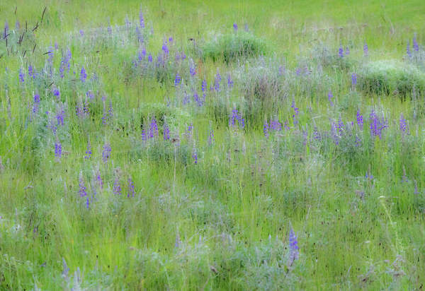 USA, Washington State, Colfax. Palouse field of grass and lupine ...
