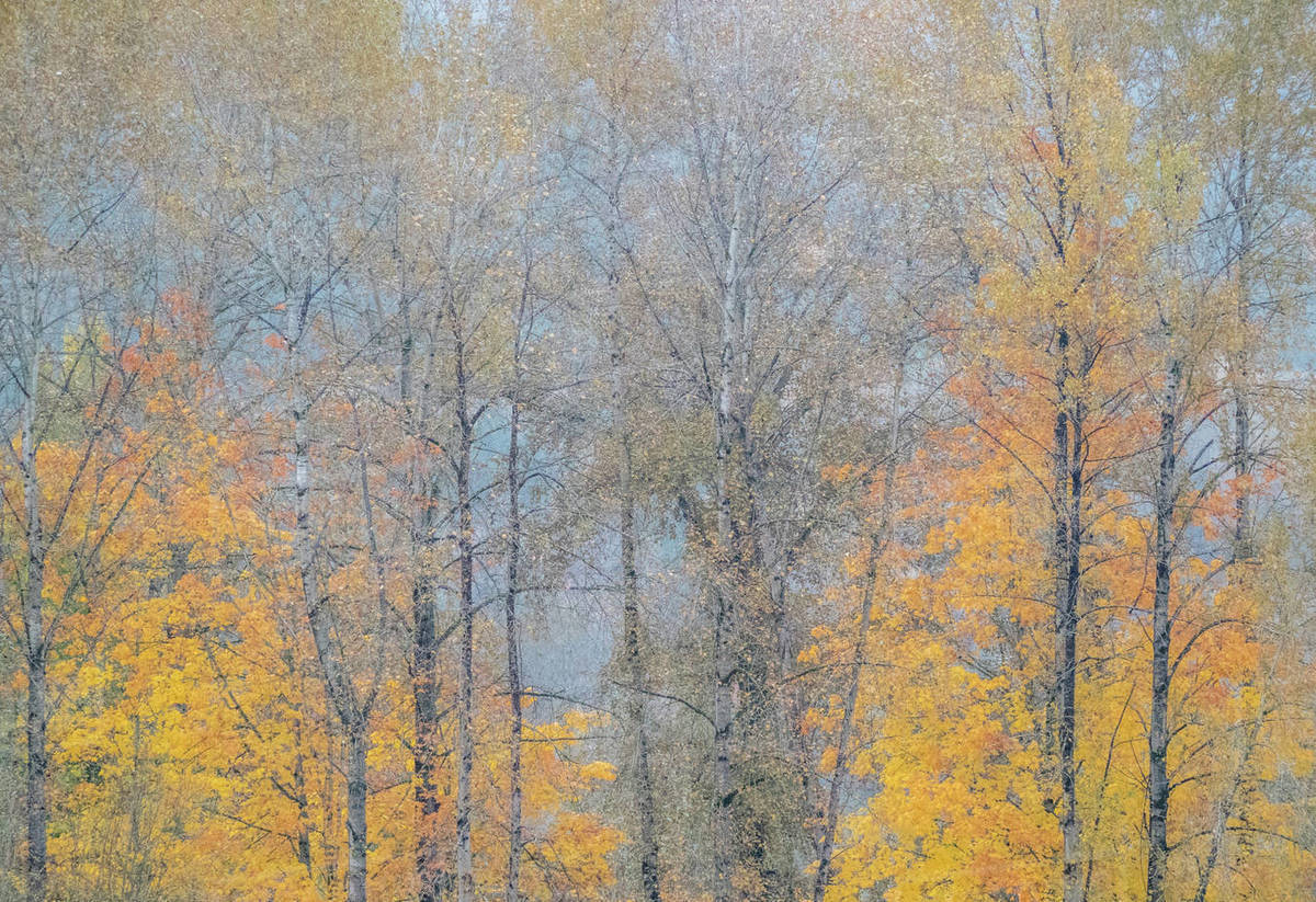 USA, Washington State, Preston, Cottonwoods and Big Leaf Maple trees in ...
