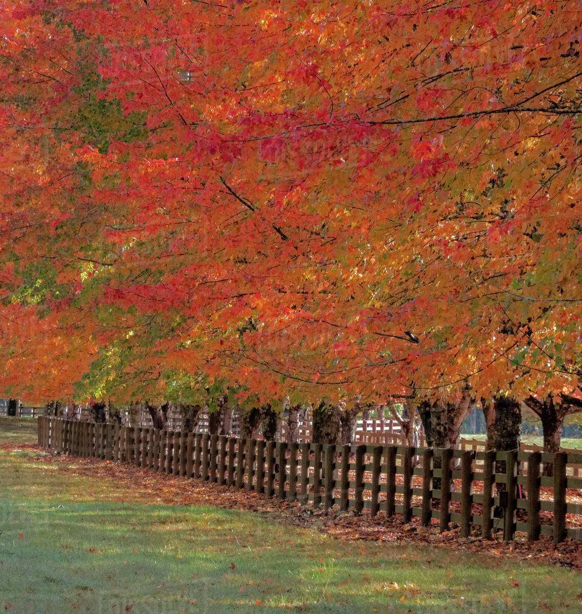 USA, Washington State, North Bend fence and tree lined driveway in fall ...