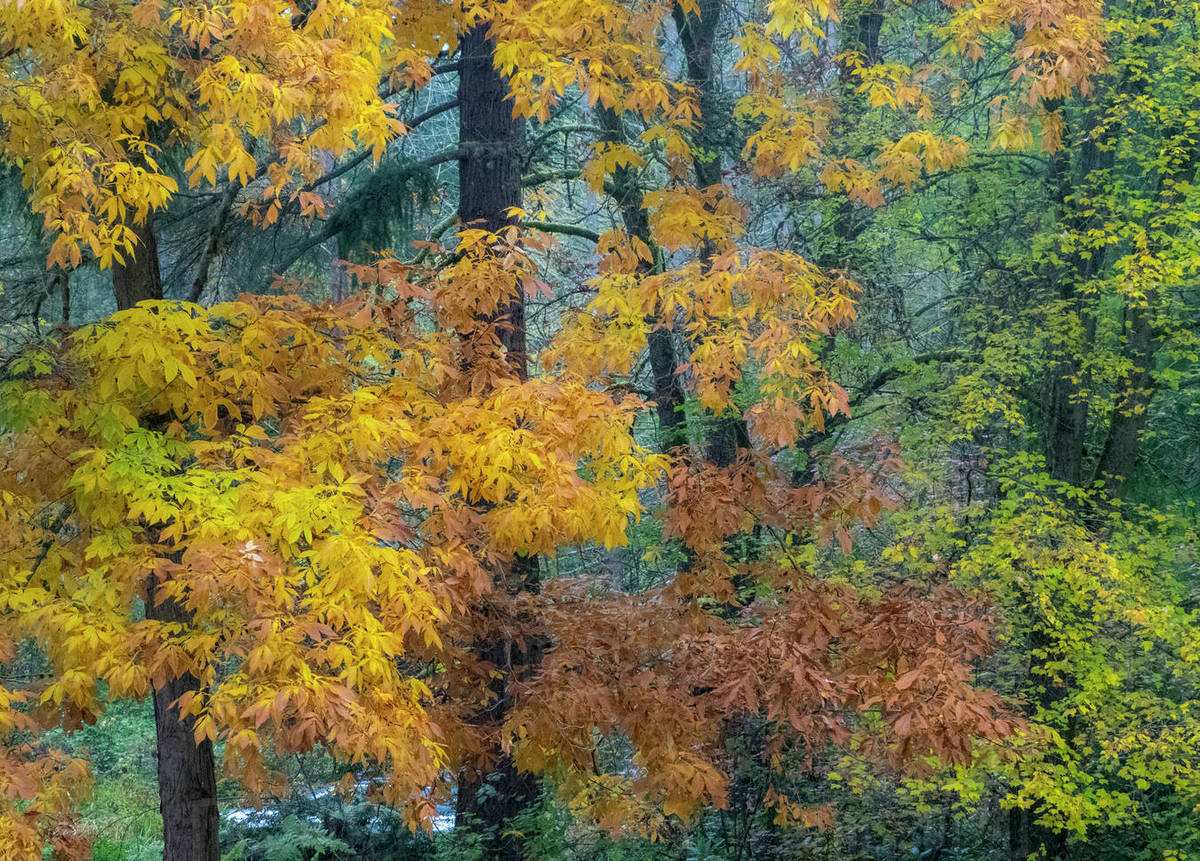 USA, Washington State, Easton and fall colors on Big Leaf Maple and ...
