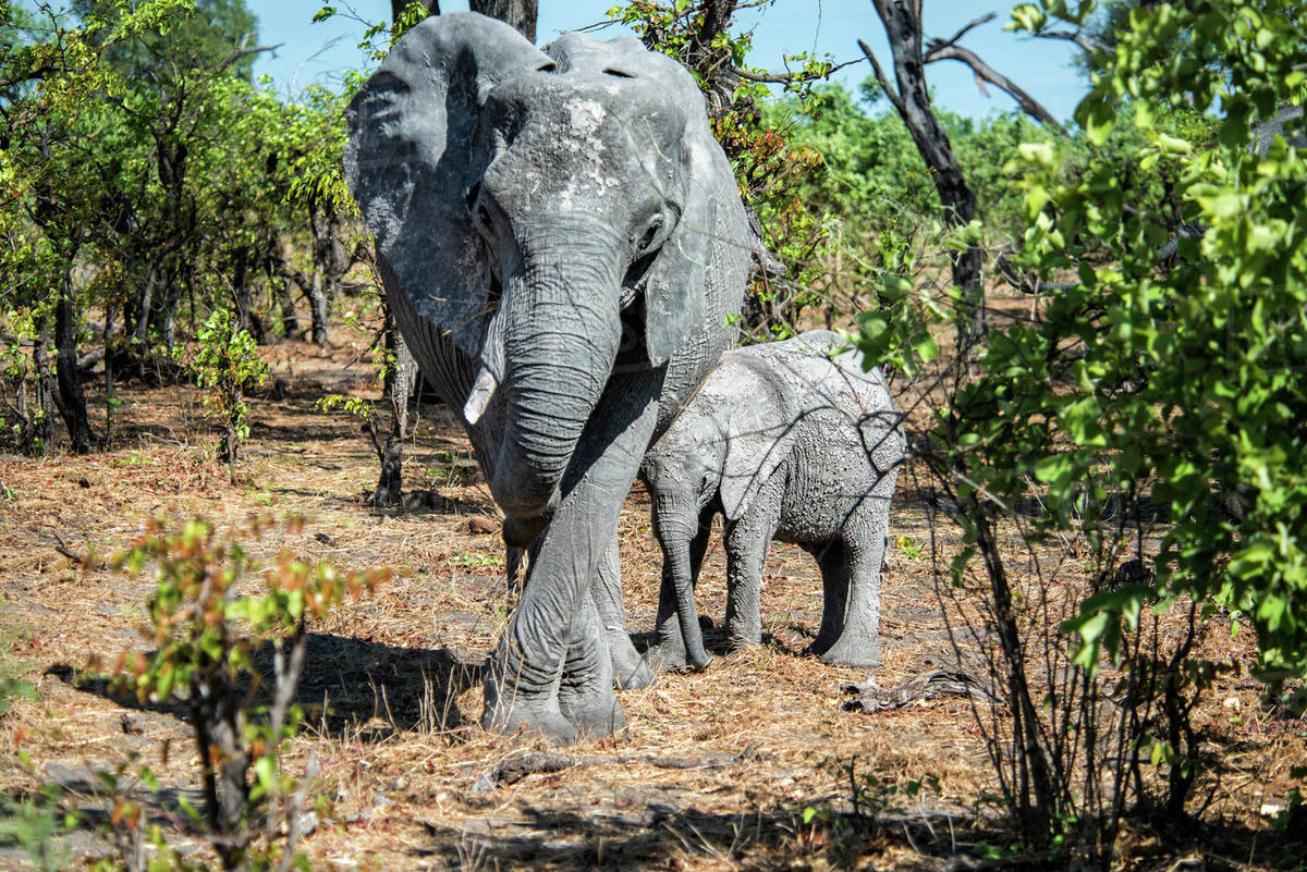 Cross legged female elephant with baby - Royalty-free Stock Photo ...
