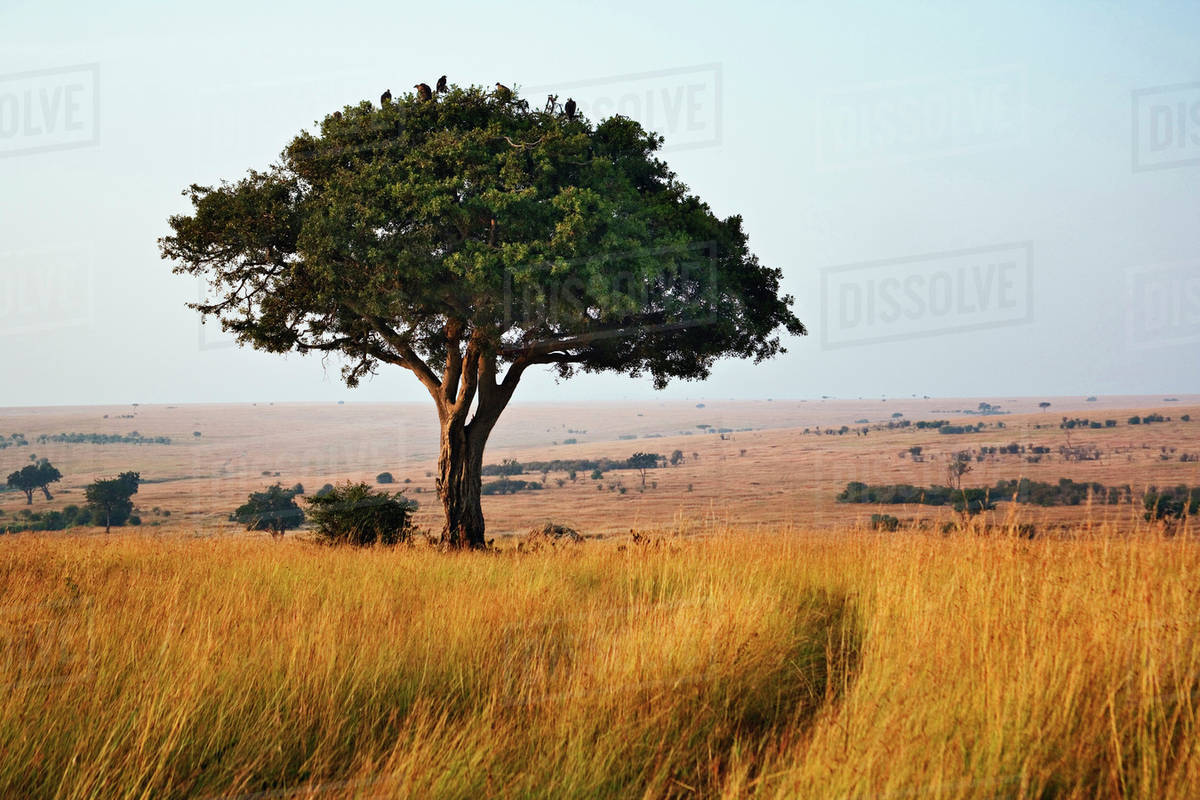 Single acacia tree on grassy plains, Masai Mara, Kenya - Royalty-free ...