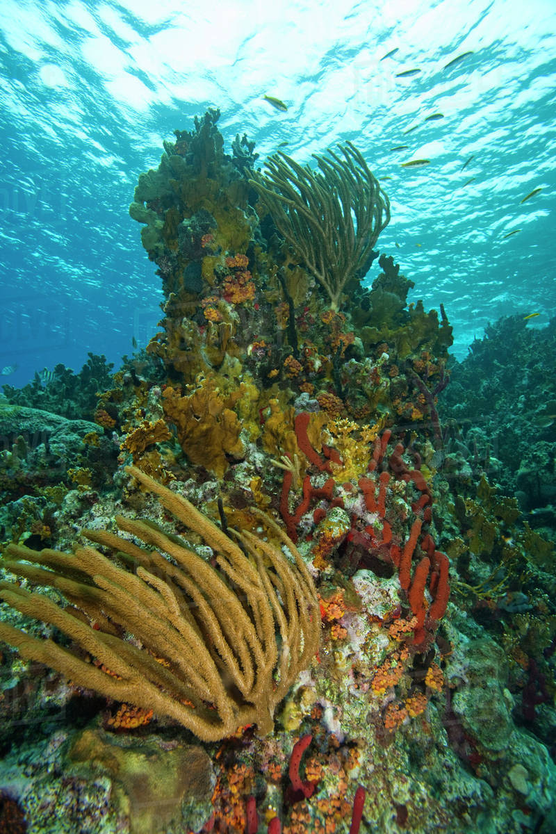 Coral Reef with ship corals, sponges and hard corals, Tortola, British ...