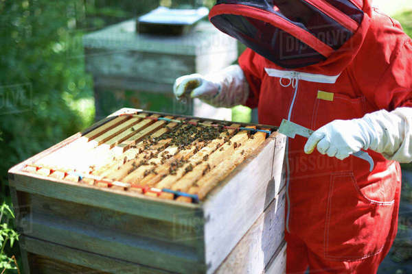 Beekeeper looking into bee hive - Royalty-free Stock Photo | Dissolve
