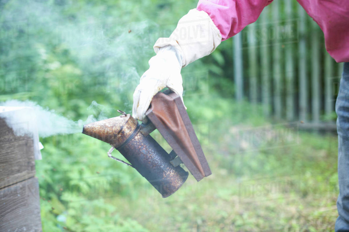 Beekeeper smoking bees in hive, close-up - Royalty-free Stock Photo ...