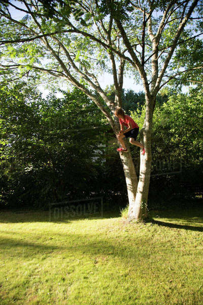 Young boy, jumping from tree - Stock Photo - Dissolve