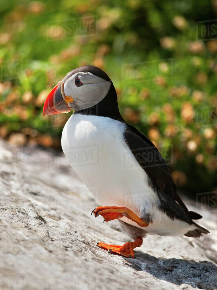 Puffin walking on rock - Royalty-free Stock Photo | Dissolve