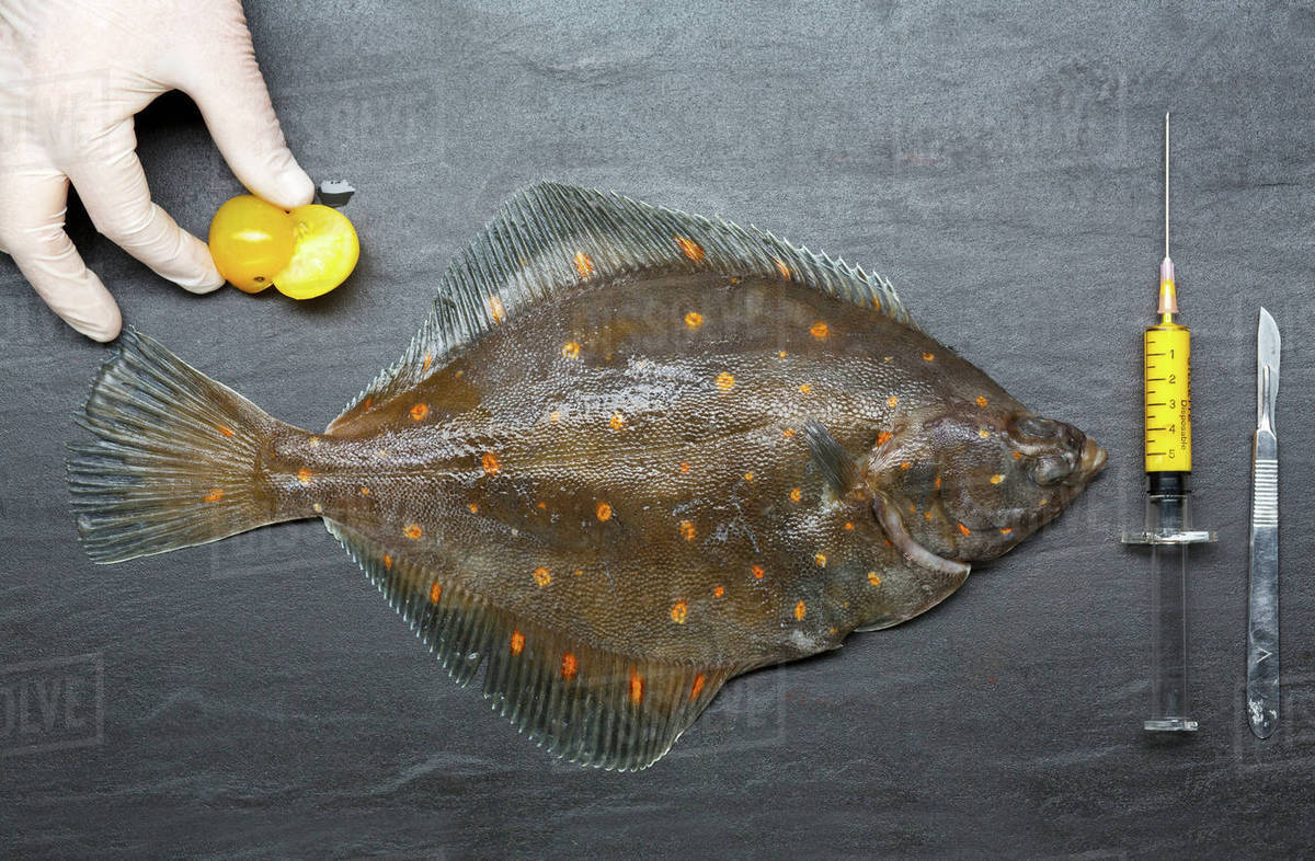 Gloved hand with fresh fish and syringe - Stock Photo - Dissolve