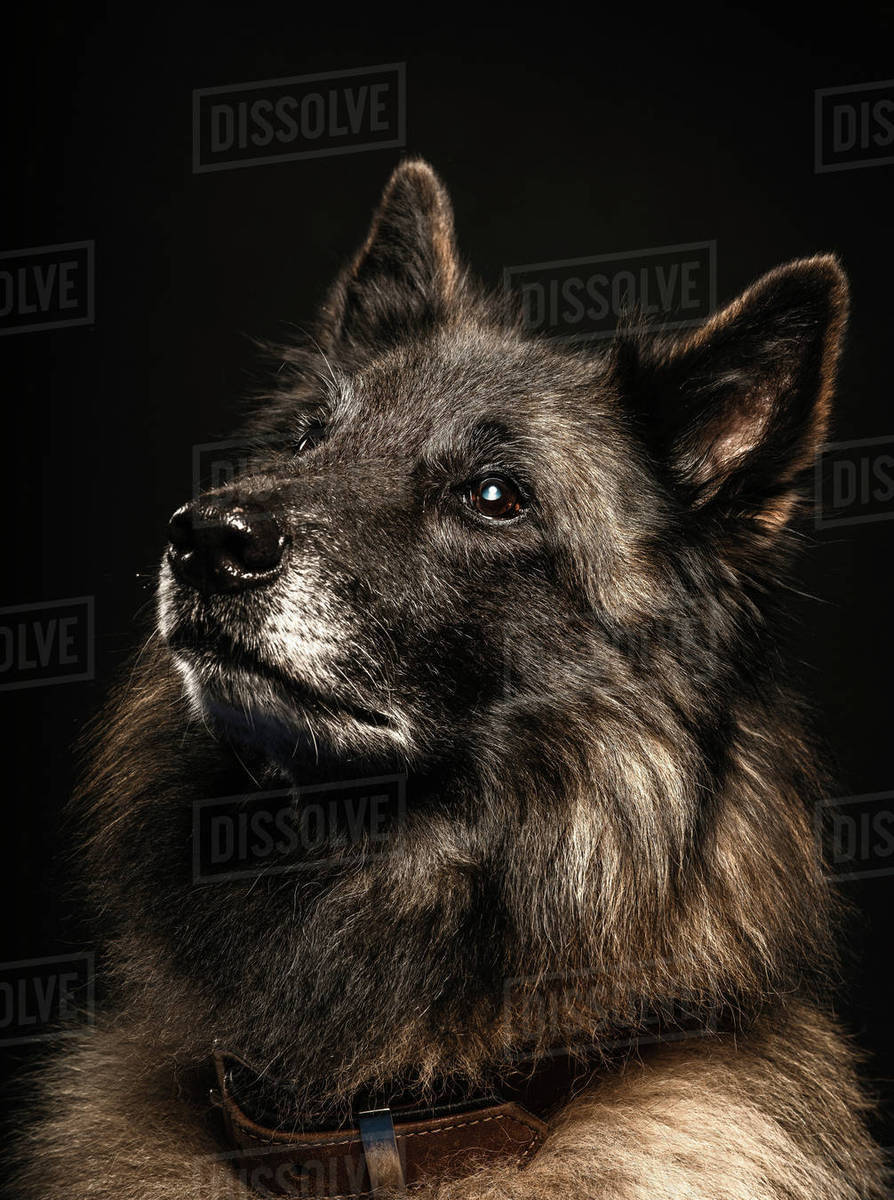 Close up studio portrait of alsatian dog - Royalty-free Stock Photo ...