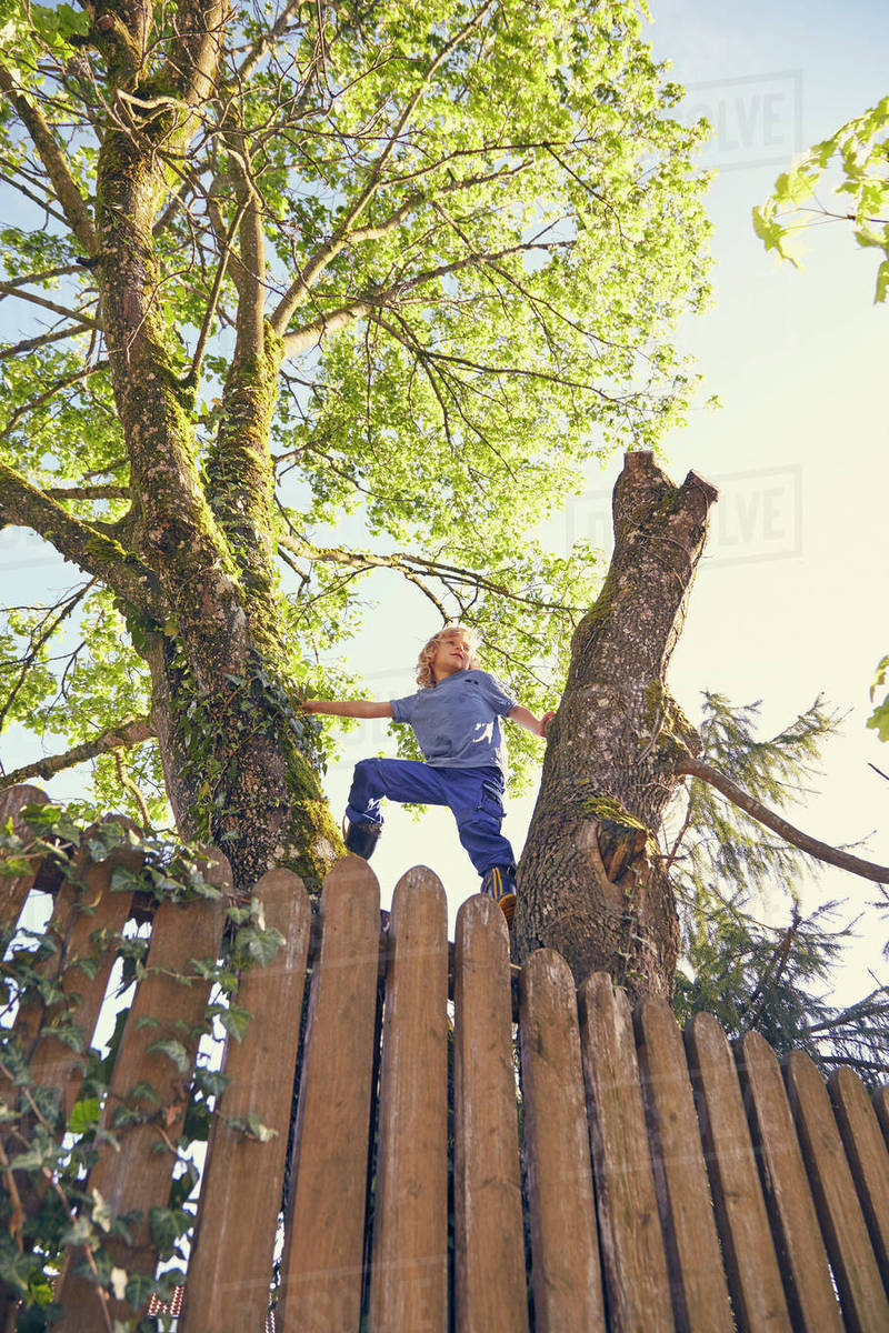 Young boy climbing tree, low angle view - Royalty-free Stock Photo ...