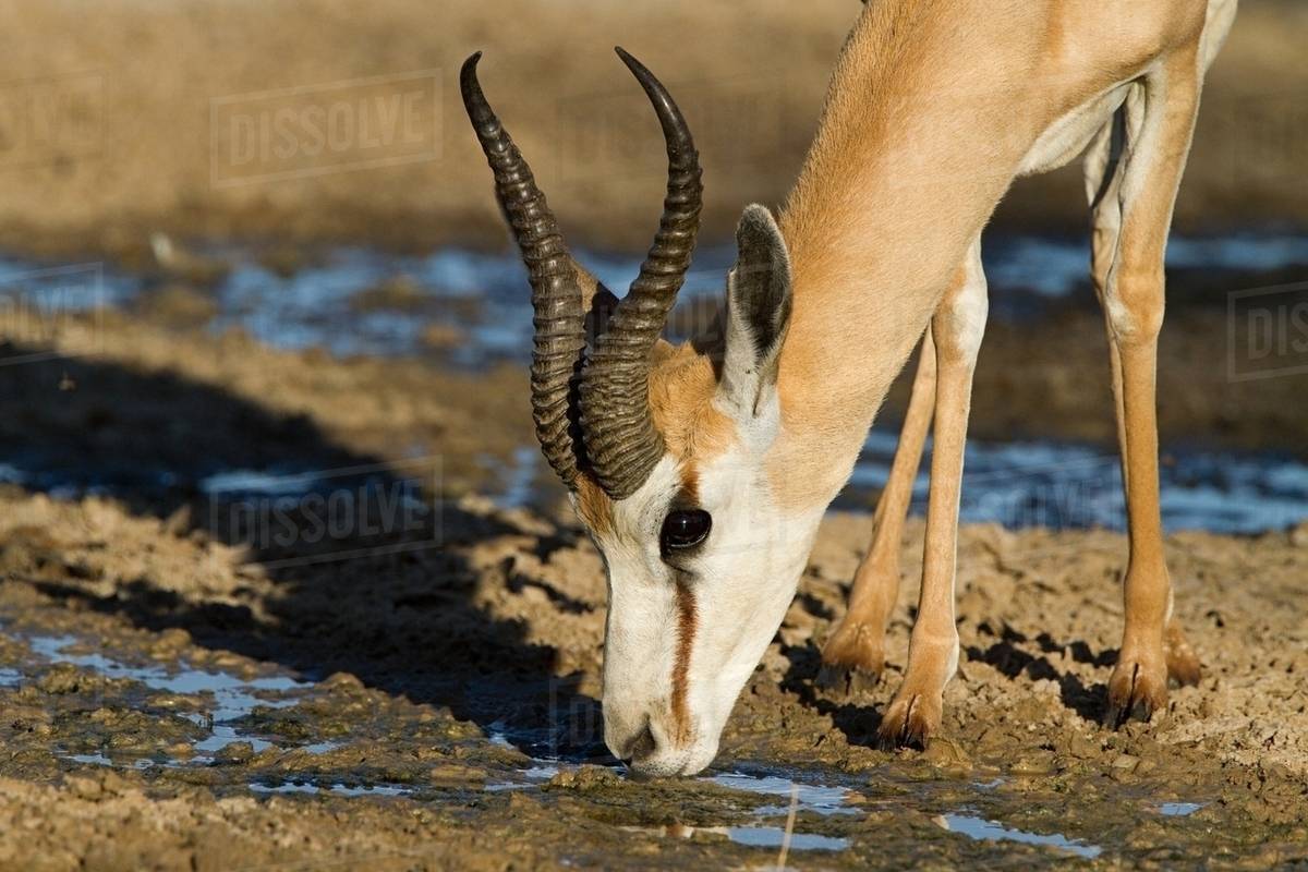 Springbok drinking water - Stock Photo - Dissolve