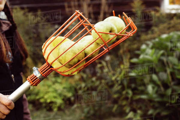 Woman holding fruit picker full of fresh apples, close-up - Stock Photo ...