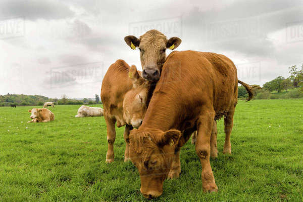 Three cows standing in a field, County Kilkenny, Ireland - Royalty-free ...