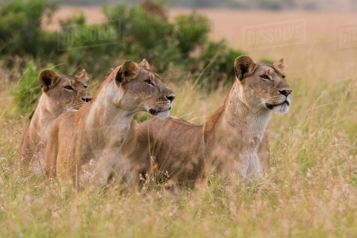 Three lionesses (Panthera leo) watching for a prey, Masai Mara, Kenya ...