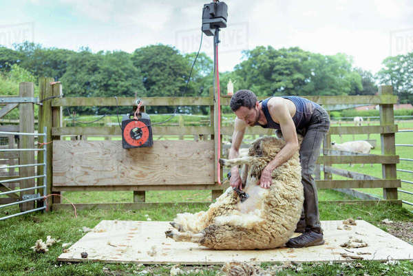 Sheep shearer shearing sheep in pen in field - Stock Photo - Dissolve
