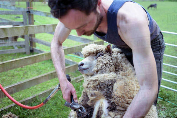 Sheep shearer shearing sheep in pen in field - Stock Photo - Dissolve