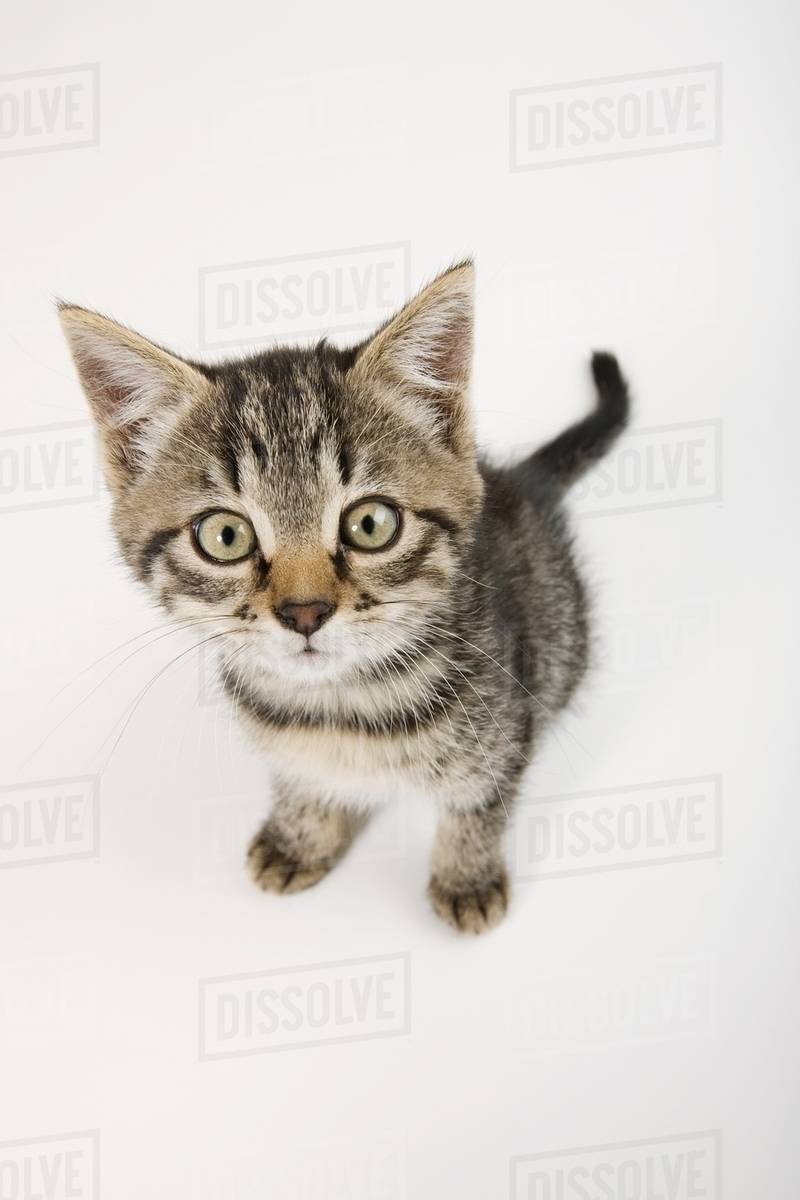 Cute kitten looking at camera - Stock Photo - Dissolve