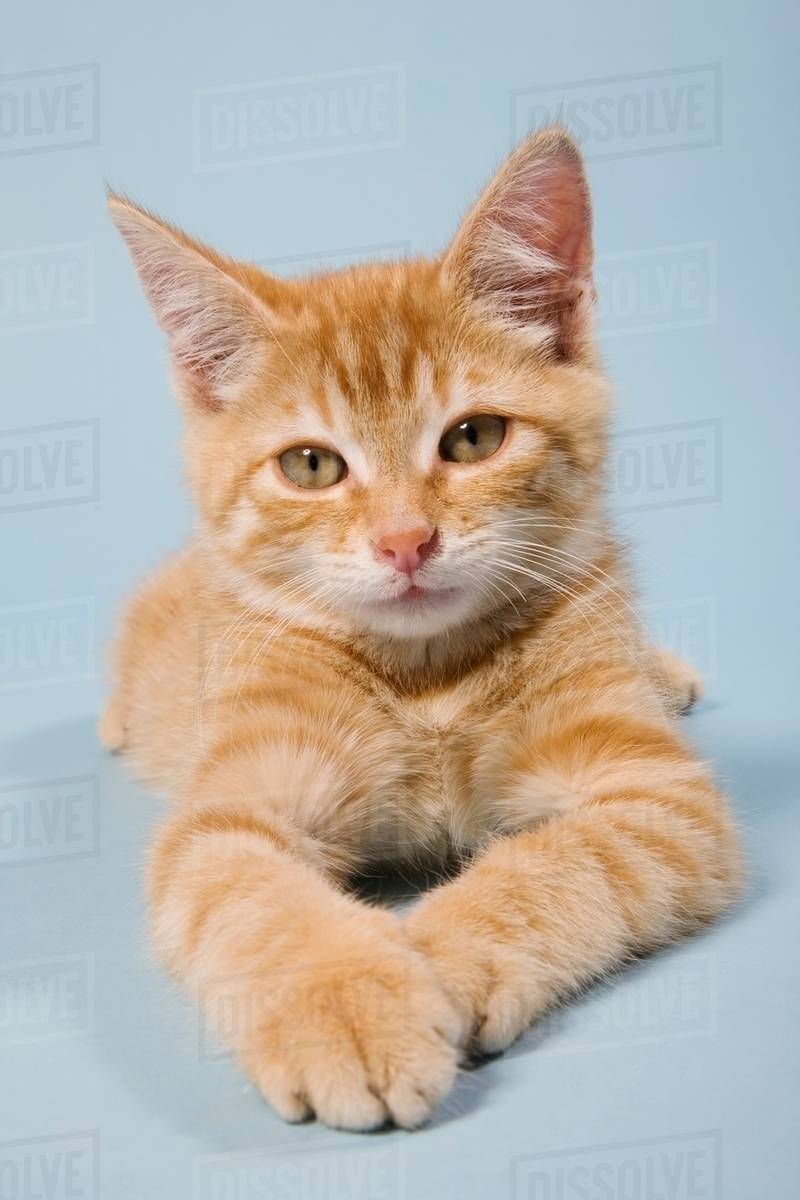 Ginger cat looking at camera - Royalty-free Stock Photo | Dissolve