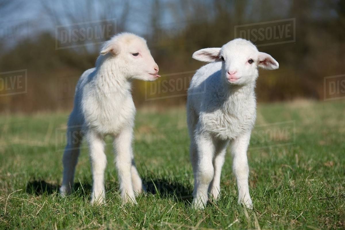 Two lambs in field - Royalty-free Stock Photo | Dissolve