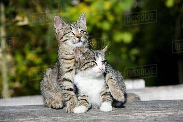 Two cats on fence - Stock Photo - Dissolve