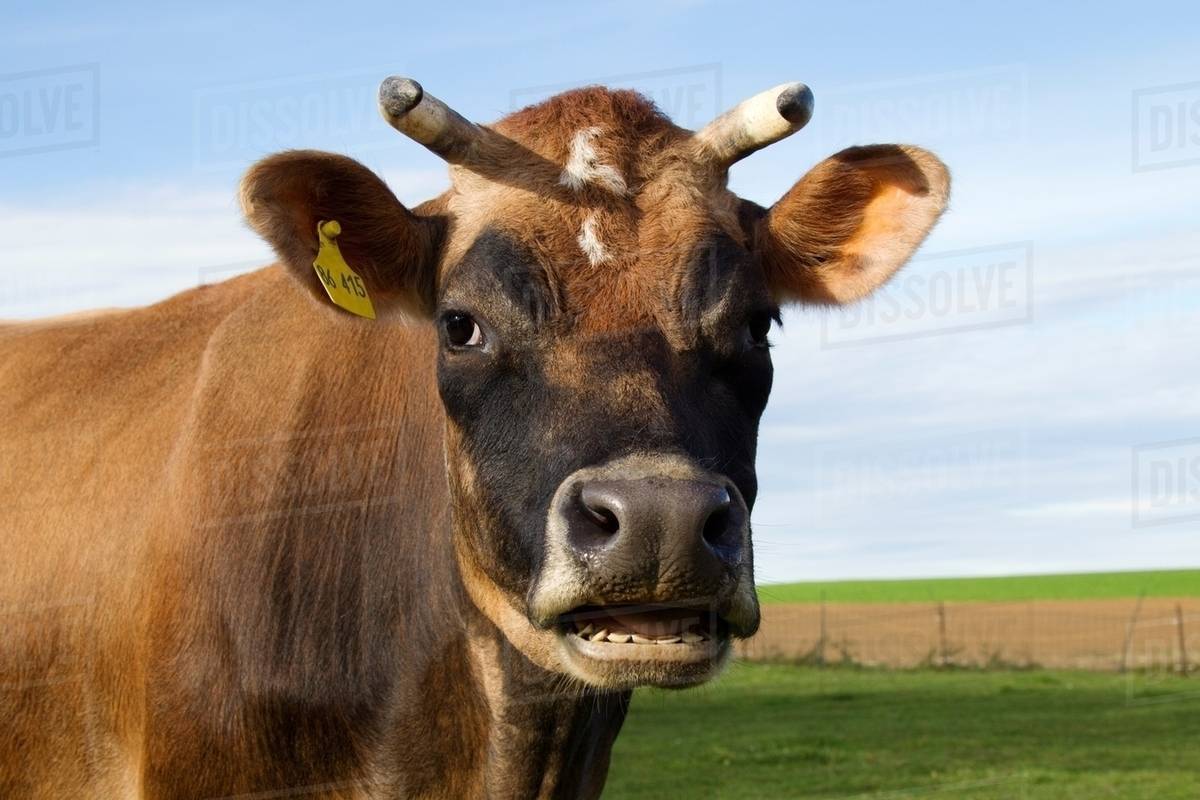 Cow looking at camera - Royalty-free Stock Photo | Dissolve