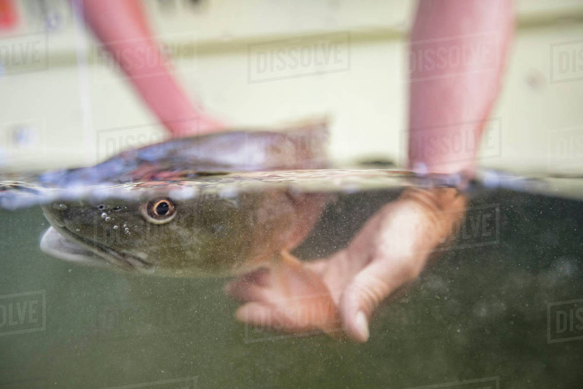 Man releasing small redfish - Stock Photo - Dissolve