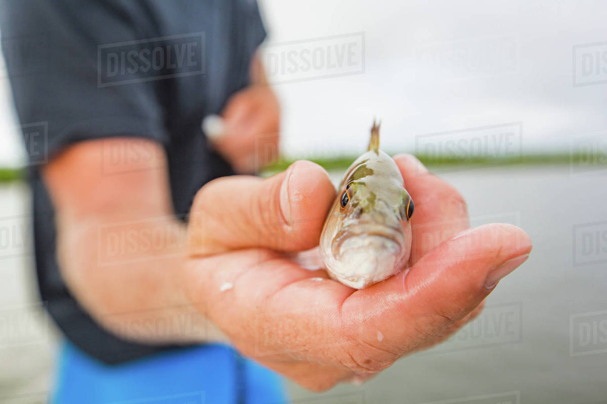 Man holding small mangrove snapper - Royalty-free Stock Photo | Dissolve