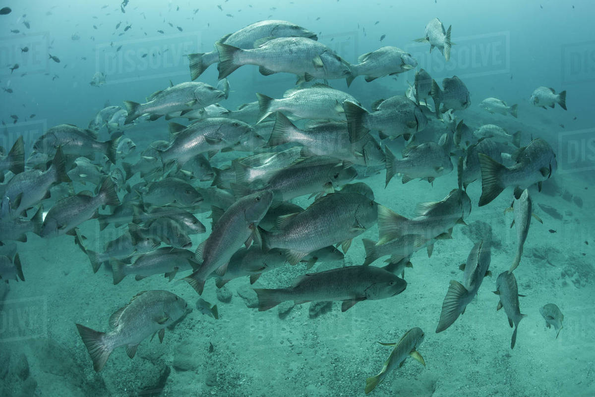 Snapper in ocean, Punta Baja, Baja California, Mexico - Royalty-free ...