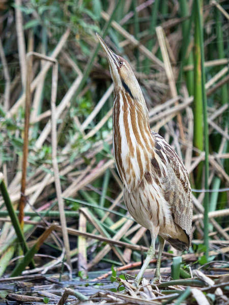 American Bittern (Botaurus lentiginosus), Golden Gate Park, San ...