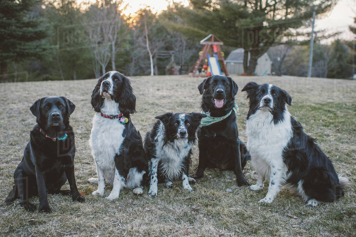 Five dogs sitting in a row, outdoors - Royalty-free Stock Photo | Dissolve