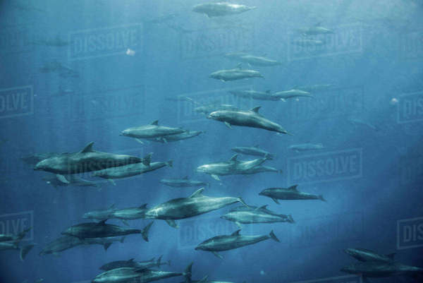 Large group of bottlenose dolphins, Seymour, Galapagos, Ecuador, South ...