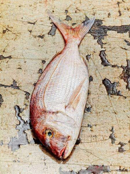 Dorade fish - Stock Photo - Dissolve