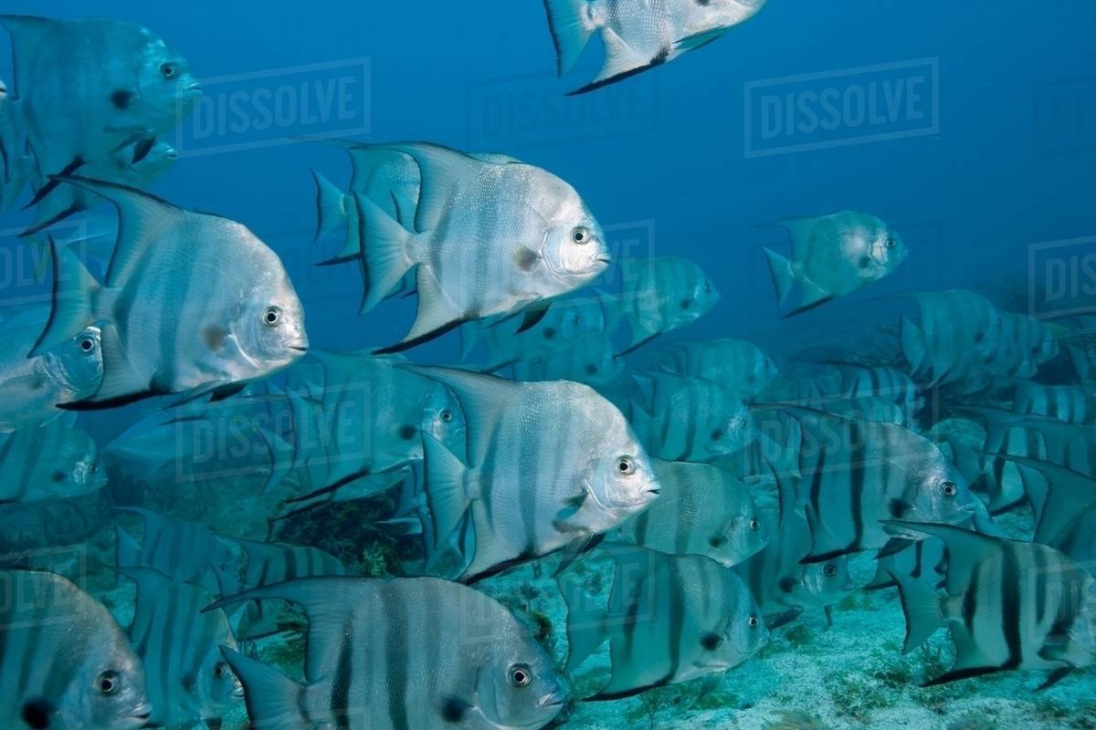 School of Atlantic spadefish - Stock Photo - Dissolve