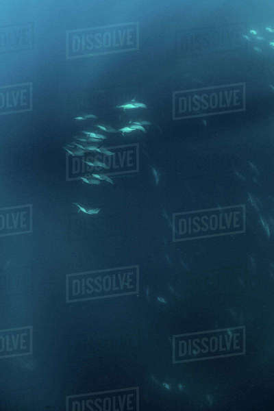 Super pod of common dolphins off Baja California - Stock Photo - Dissolve