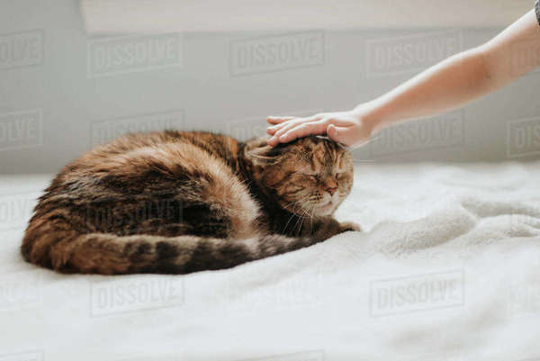 Hand stroking cat's head on bed - Royalty-free Stock Photo | Dissolve