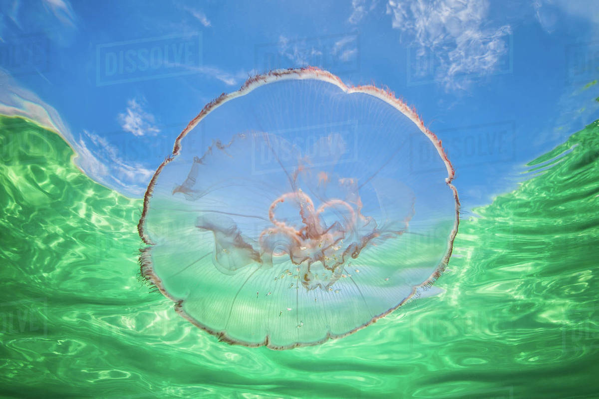 Moon jellyfish harbouring baby fish for protection against predators ...