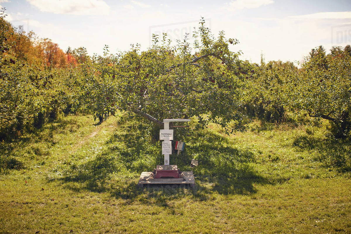 Scale in apple orchard - Royalty-free Stock Photo | Dissolve