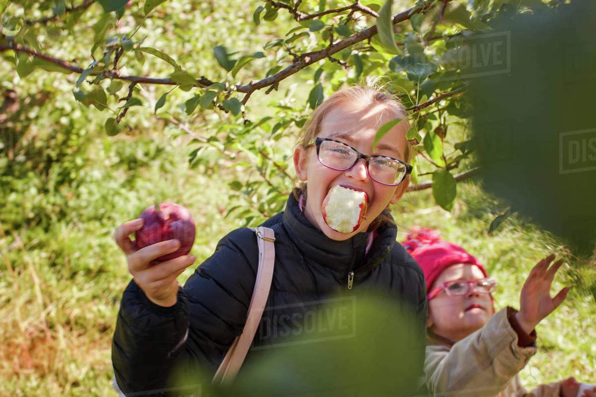 Girls picking and eating apples from tree - Royalty-free Stock Photo ...