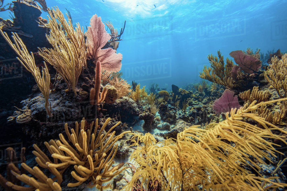 Scenic underwater view of soft coral on seabed, Eleuthera, Bahamas ...