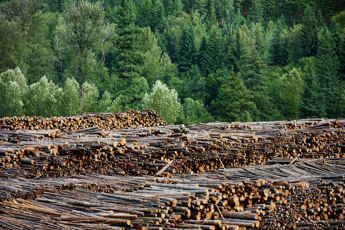 Timber yard, Midway, Canada - Stock Photo - Dissolve