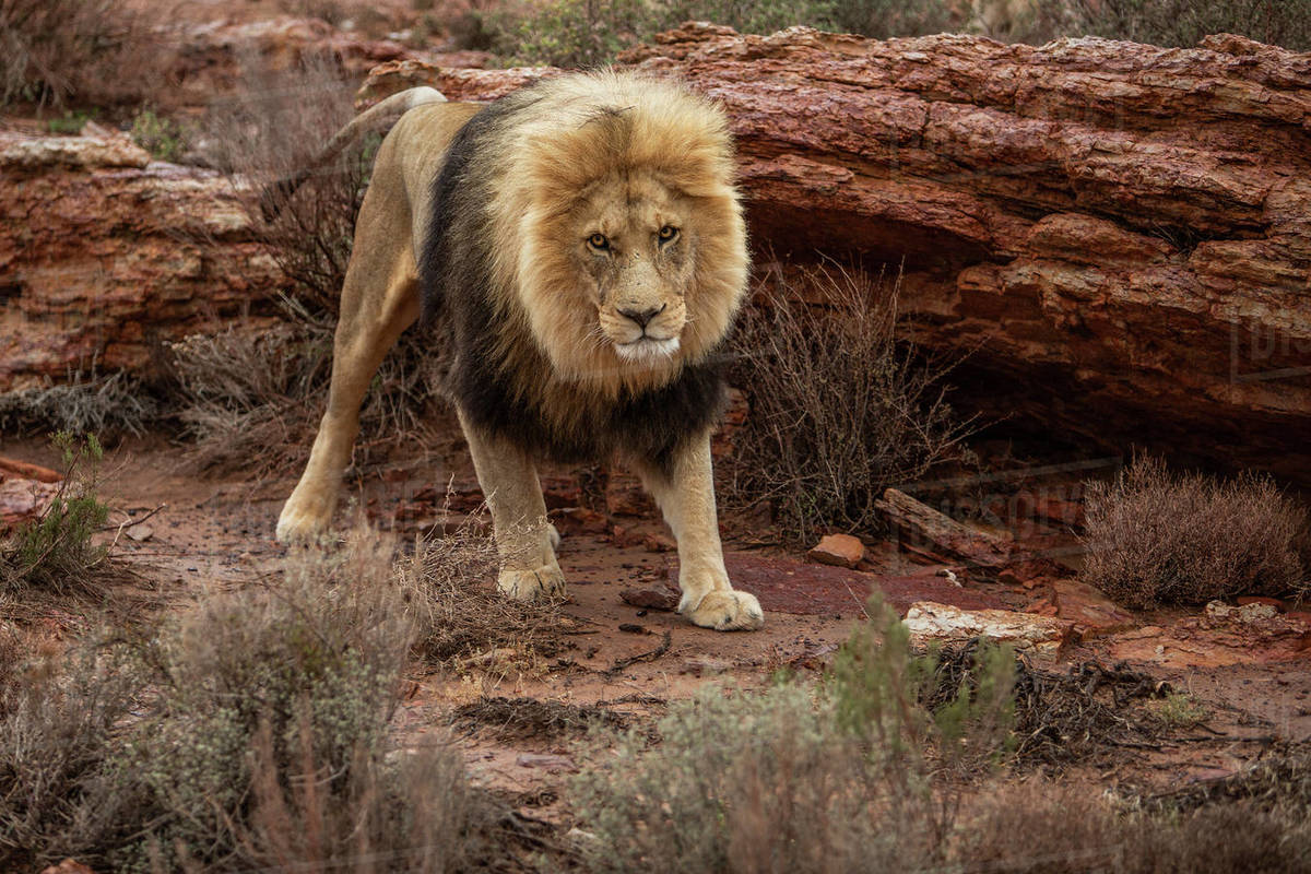 Lion urinating to mark territory in nature reserve, Touws River ...