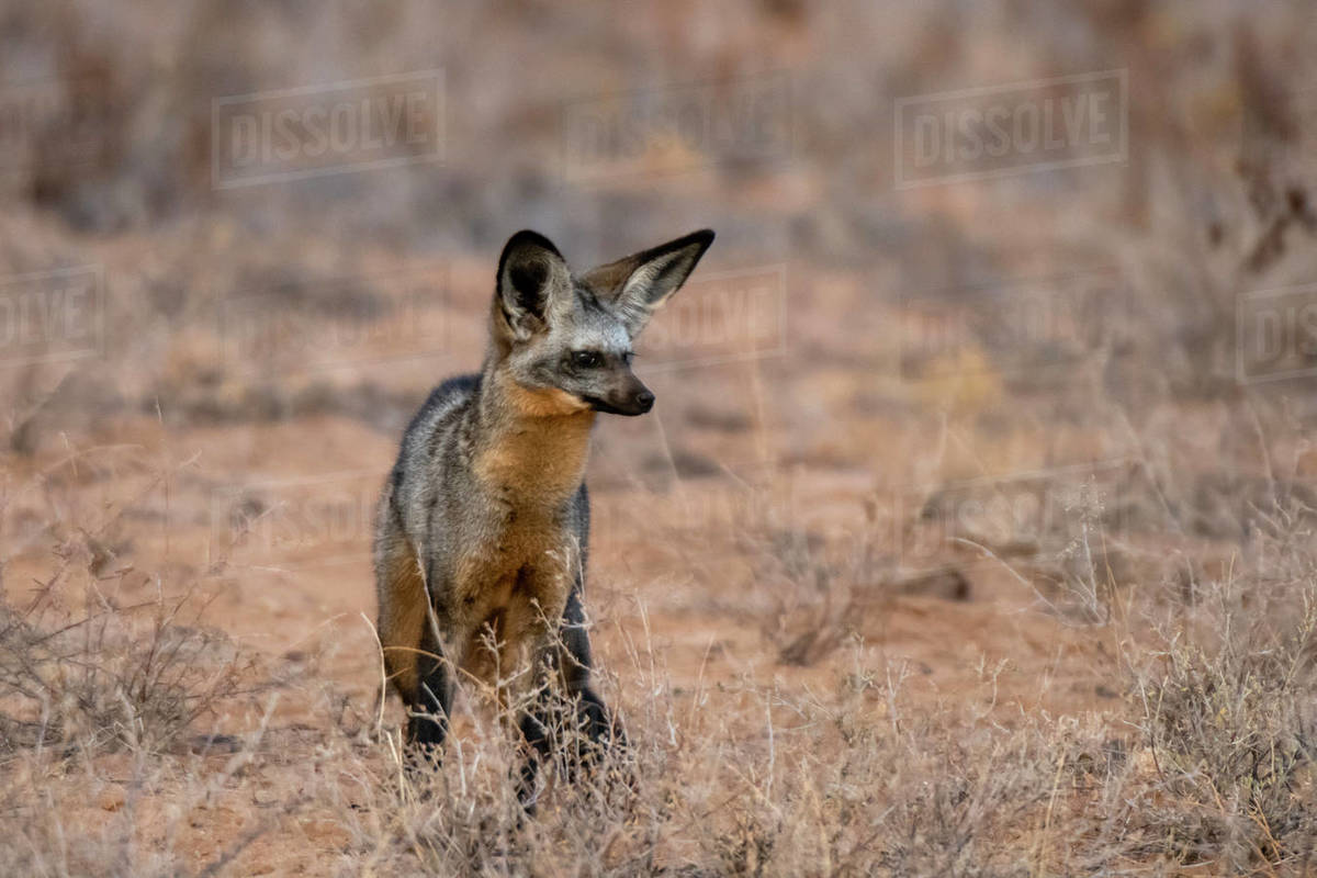 Bat-eared fox (Otocyon megalotis), Kalama Conservancy, Samburu National ...